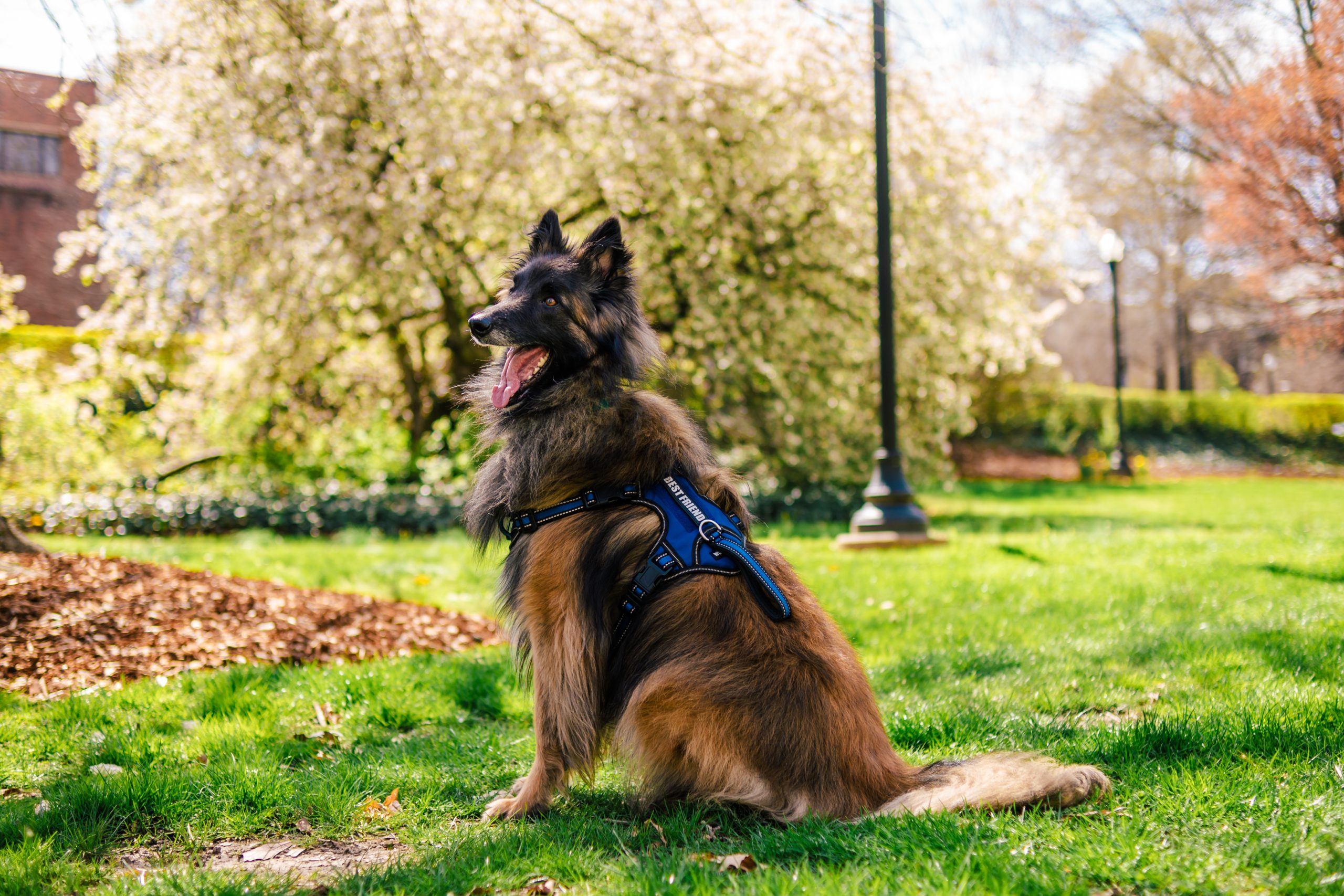 K-9 Demonstrations | UNCG Police